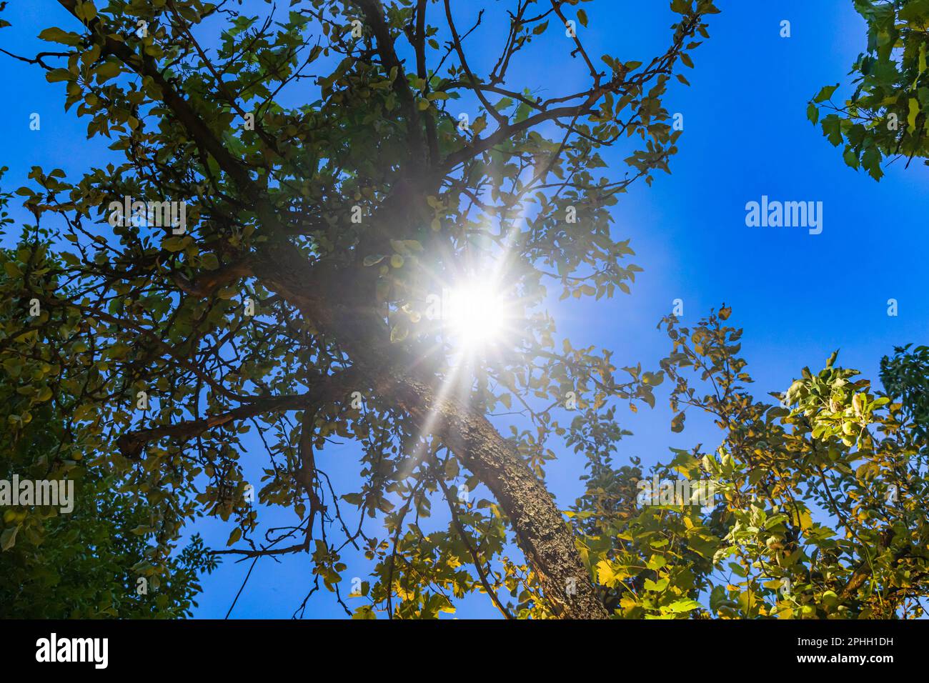 Small young blue cones growing upwards on Korean fir on a sunny day ...