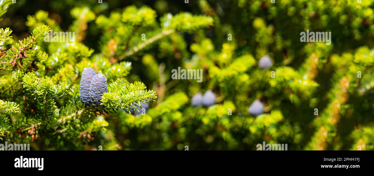 Small young blue cones growing upwards on Korean fir on a sunny day ...