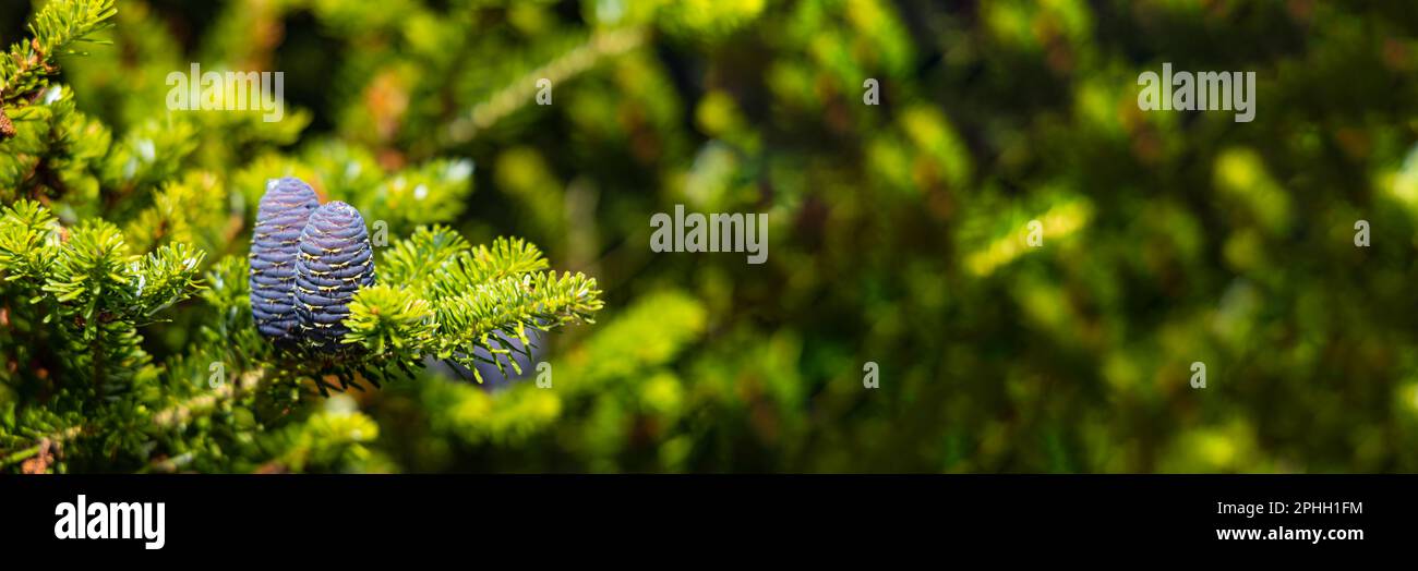 Small young blue cones growing upwards on Korean fir on a sunny day ...