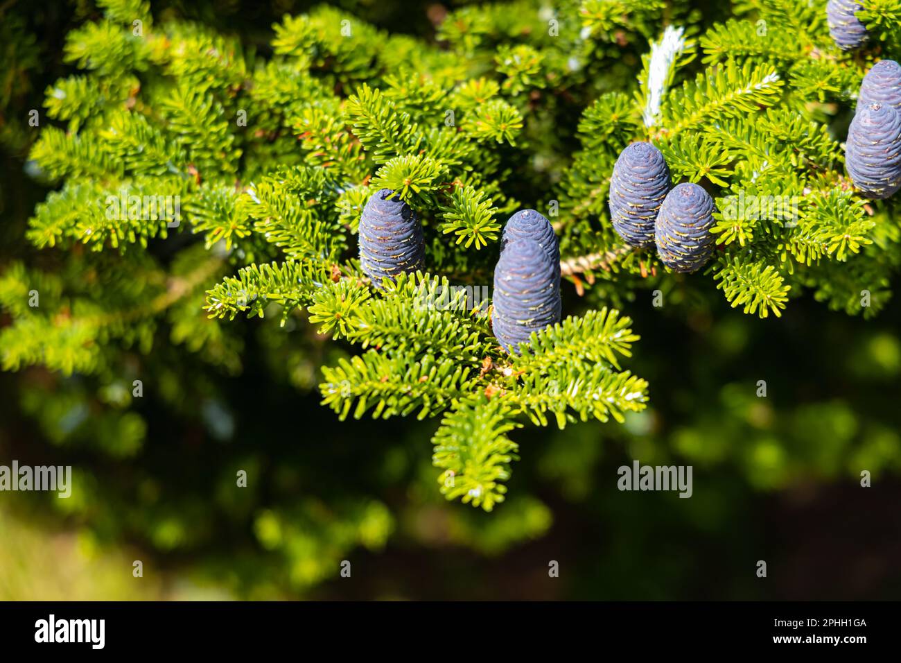 Small young blue cones growing upwards on Korean fir on a sunny day ...
