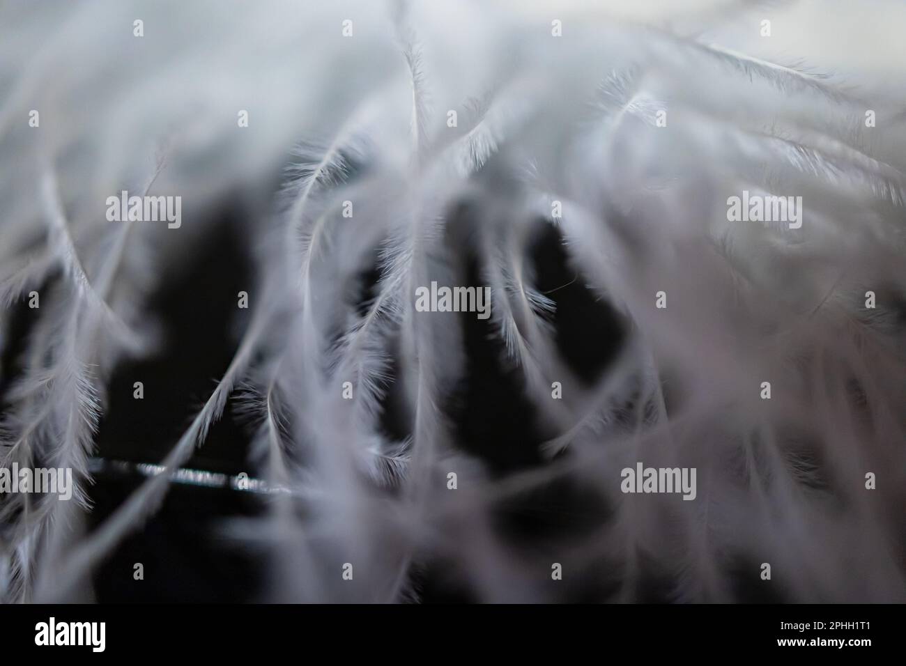 A close-up view of a large artificial fabric feather Stock Photo - Alamy