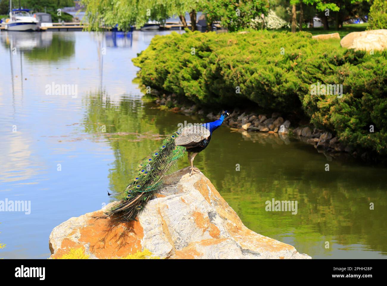 A bright blue beautiful peacock with long tail and multi-colored ...