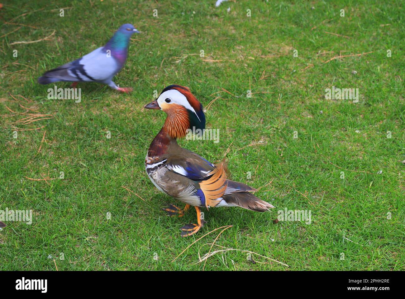 The male mandarin duck sits on the green grass. Aix galericulata. Bird ...