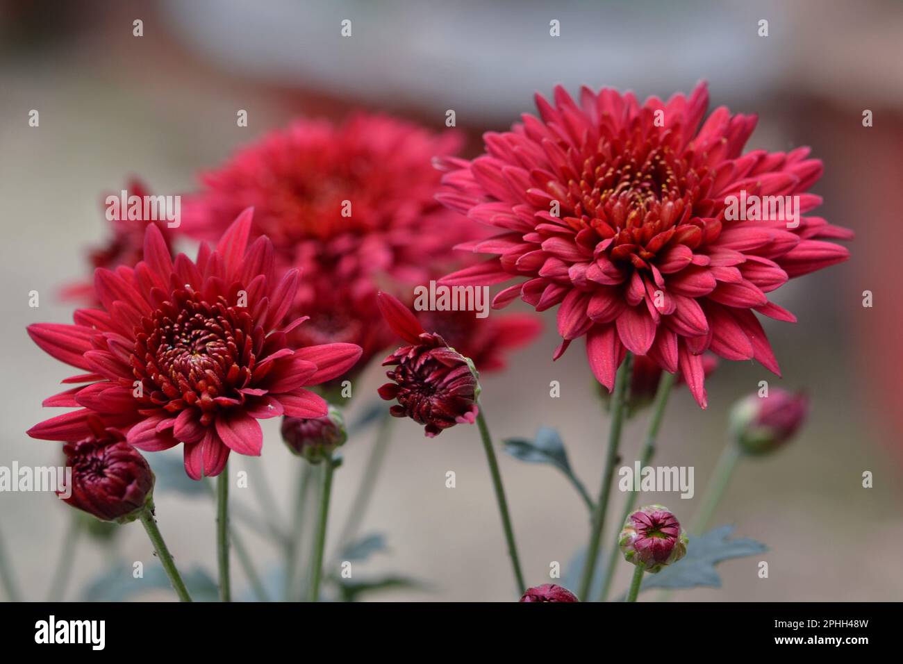 Famous Flowers of Bangladesh Stock Photo - Alamy