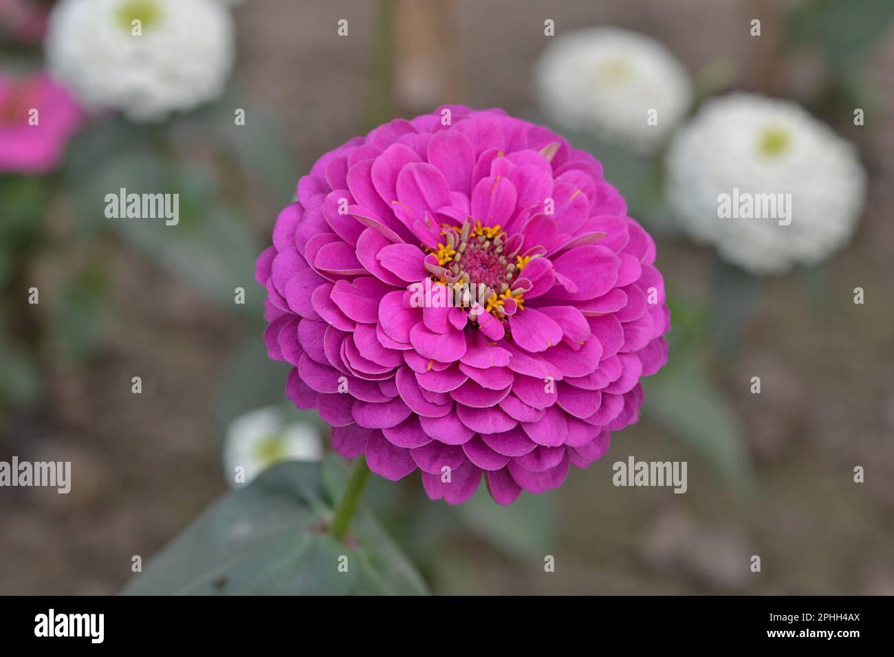 Famous Flowers of Bangladesh Stock Photo - Alamy