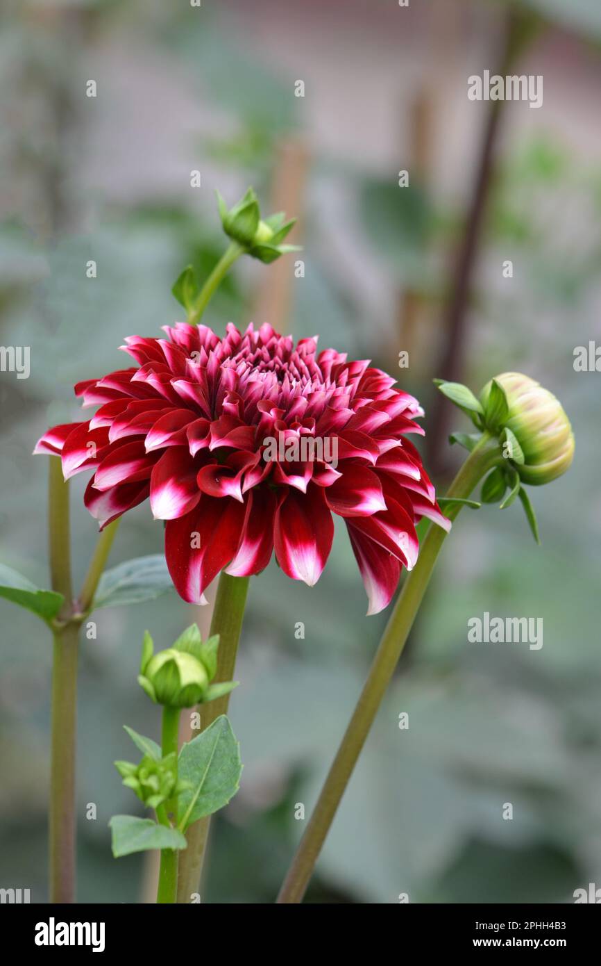 Famous Flowers of Bangladesh Stock Photo - Alamy