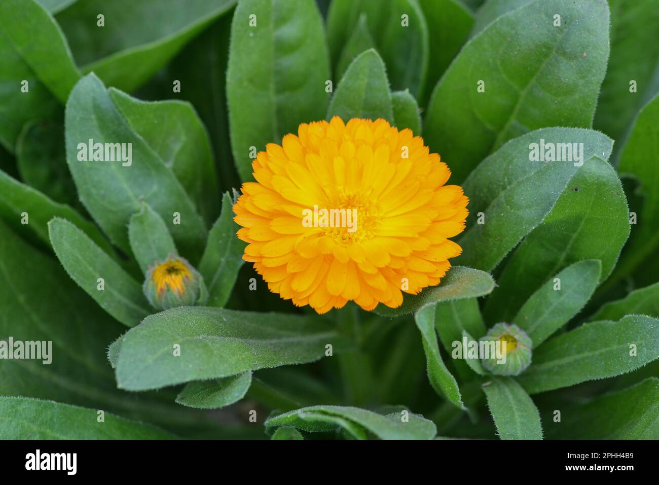 Famous Flowers of Bangladesh Stock Photo - Alamy