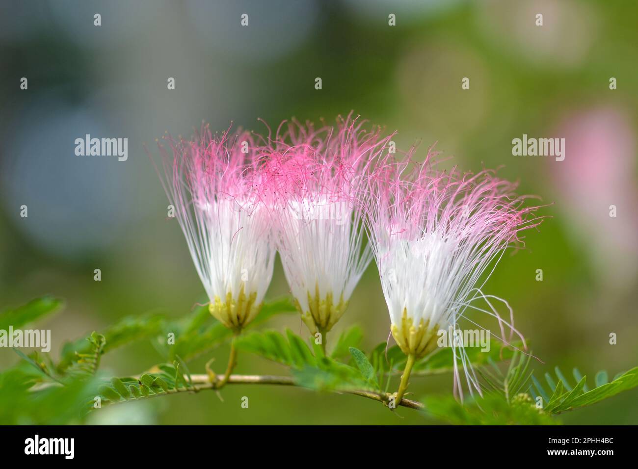 Famous Flowers of Bangladesh Stock Photo - Alamy