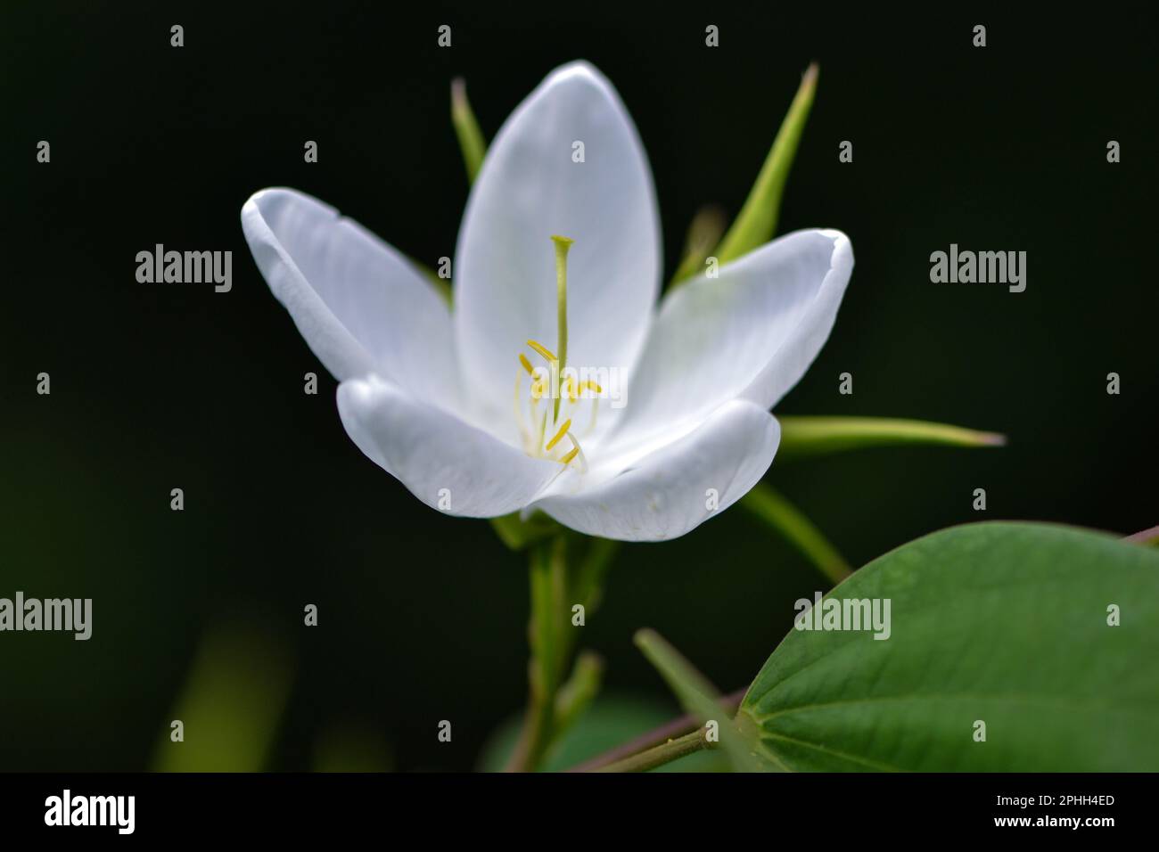 Famous Flowers of Bangladesh Stock Photo - Alamy