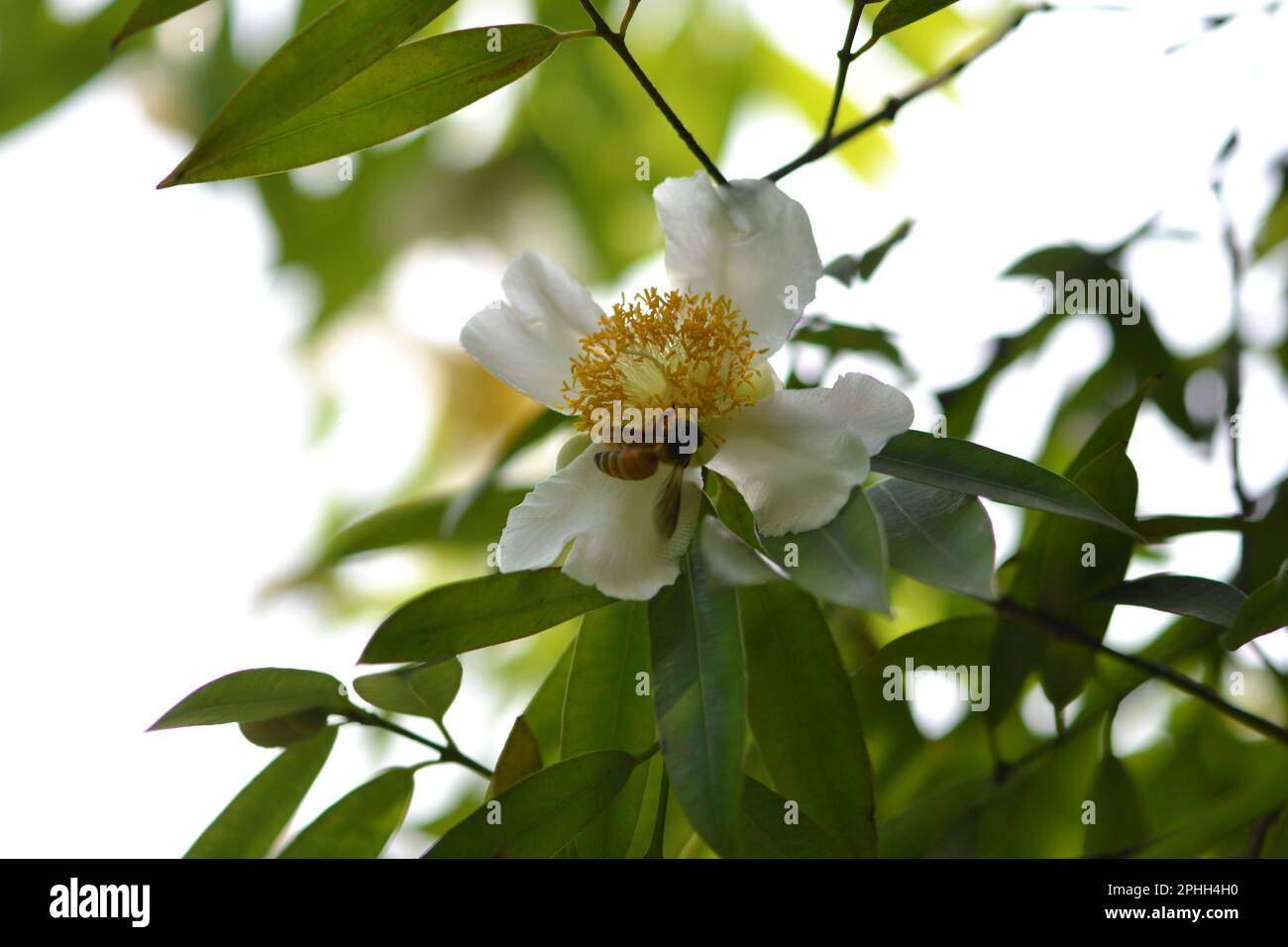 Famous Flowers of Bangladesh Stock Photo - Alamy
