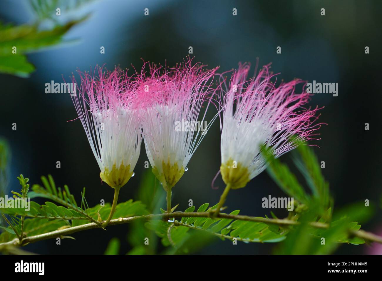 Famous Flowers of Bangladesh Stock Photo - Alamy