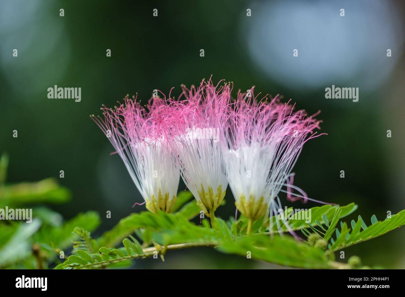 Famous Flowers of Bangladesh Stock Photo - Alamy