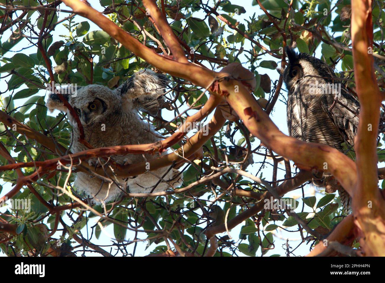 Victoria, Can. 28th Mar, 2023. A Great-Horned owl and their nestling is ...