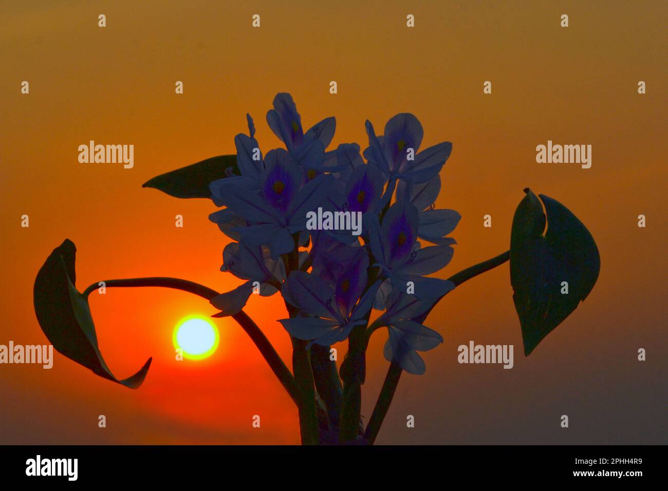 Famous Flowers of Bangladesh Stock Photo - Alamy