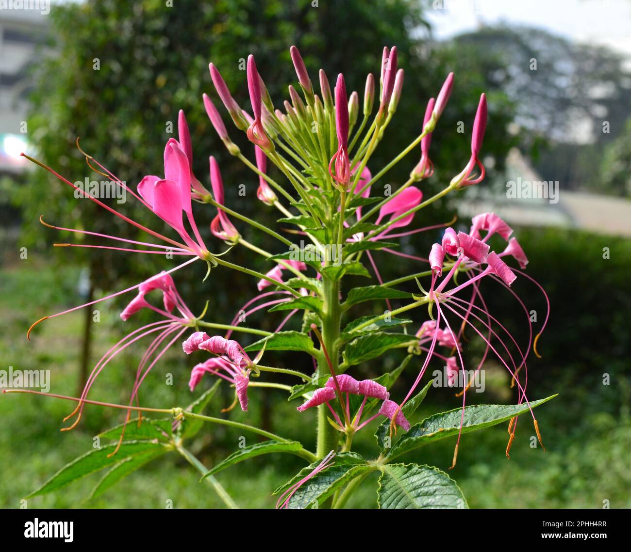 Famous Flowers of Bangladesh Stock Photo - Alamy