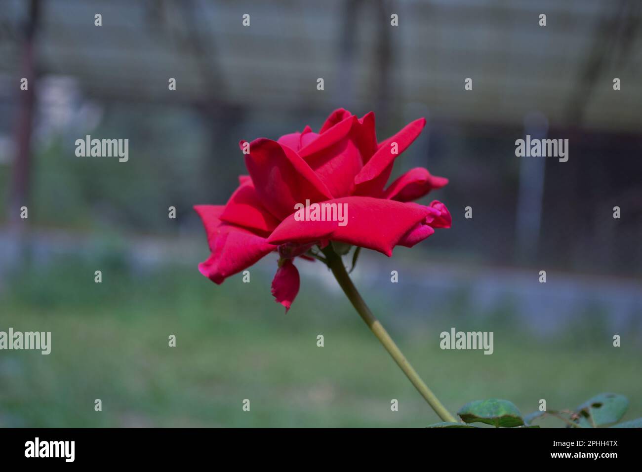 Famous Flowers of Bangladesh Stock Photo - Alamy