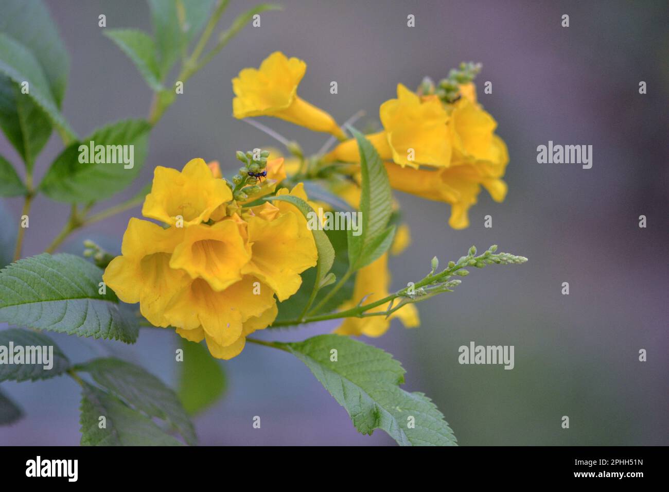 Famous Flowers of Bangladesh Stock Photo - Alamy