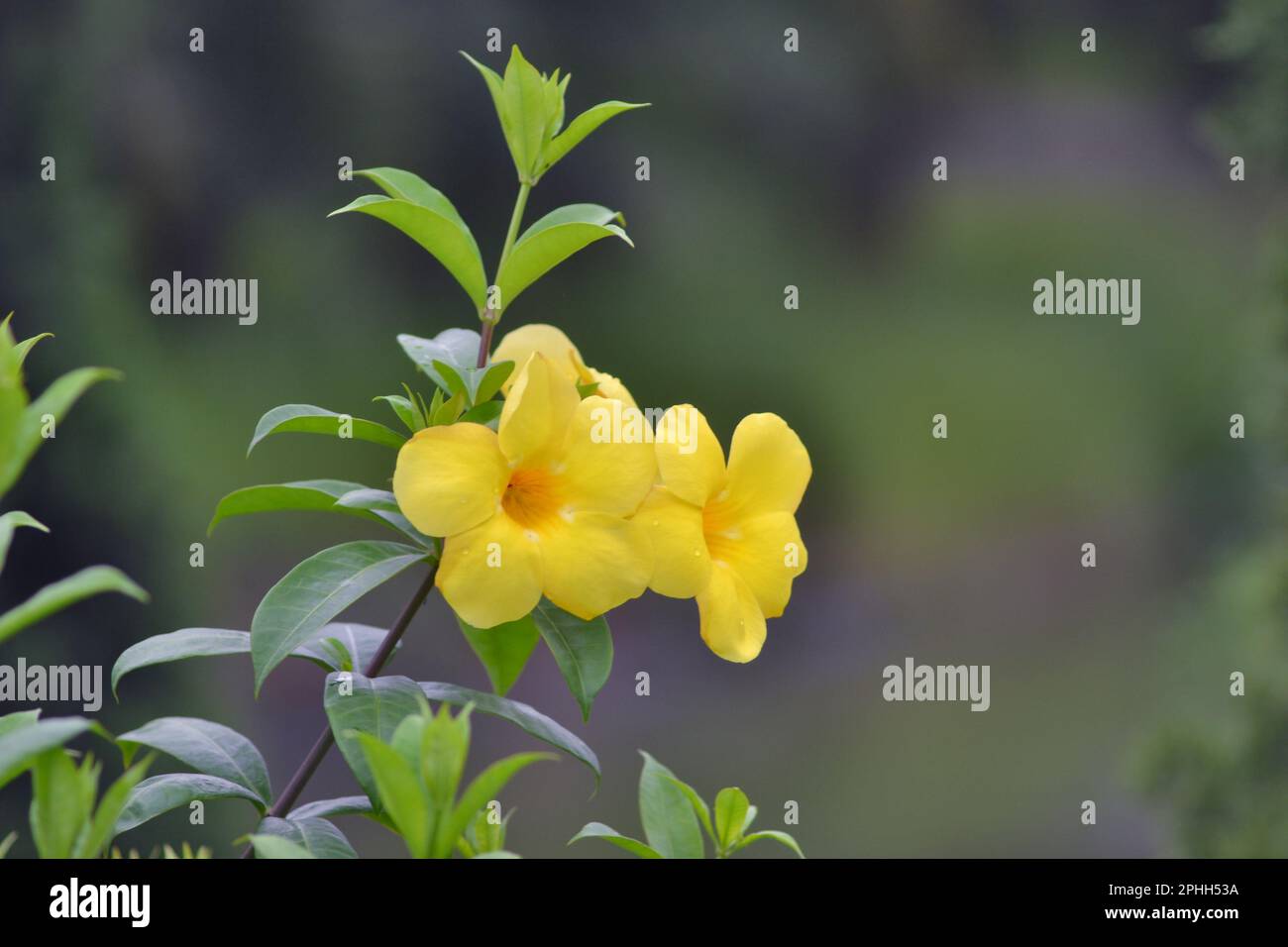 Famous Flowers of Bangladesh Stock Photo - Alamy