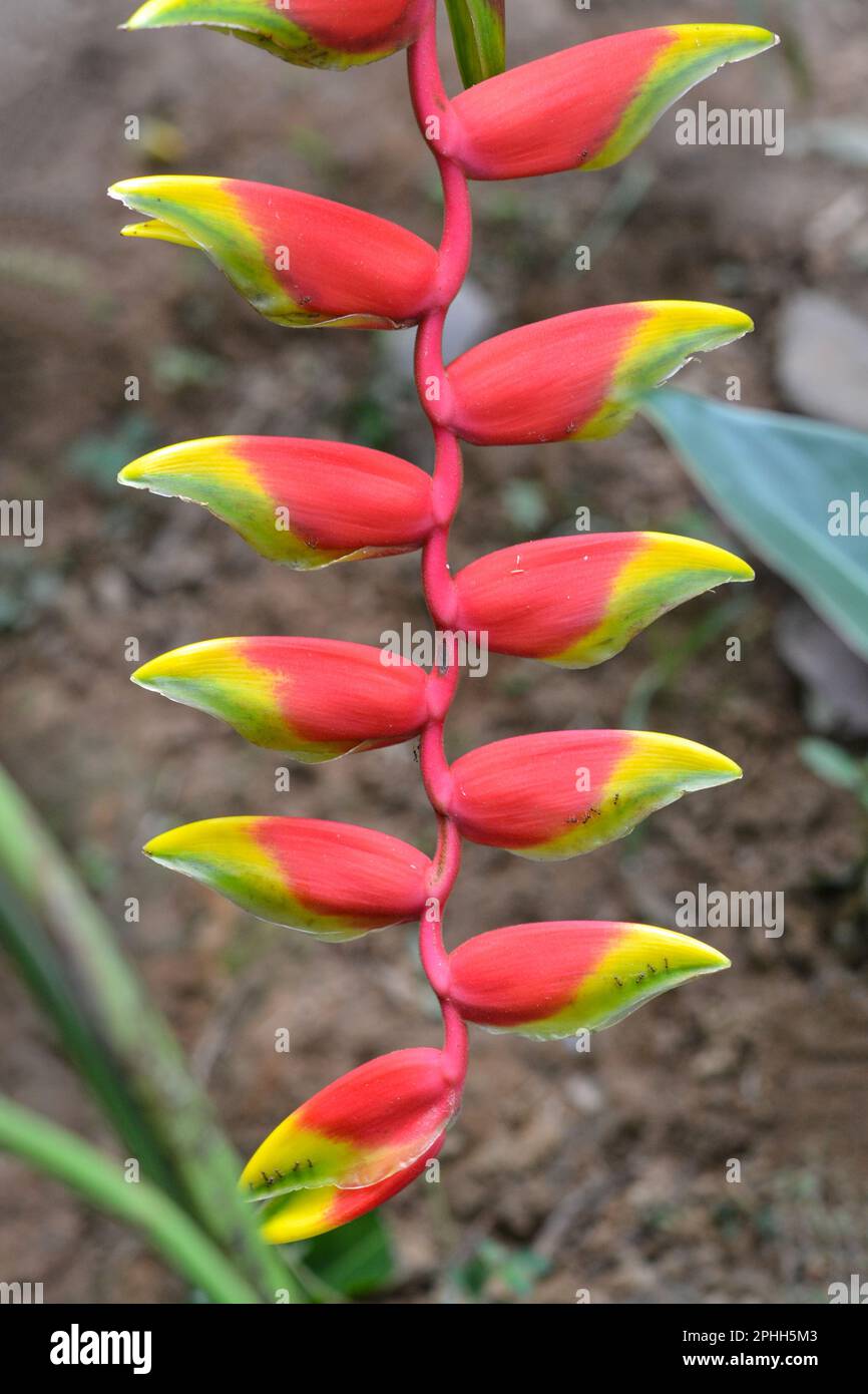Famous Flowers of Bangladesh Stock Photo - Alamy