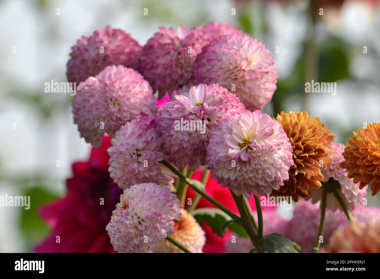 Famous Flowers of Bangladesh Stock Photo - Alamy
