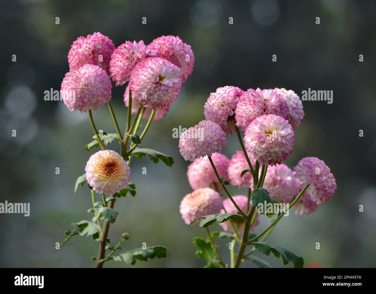 Famous Flowers of Bangladesh Stock Photo - Alamy