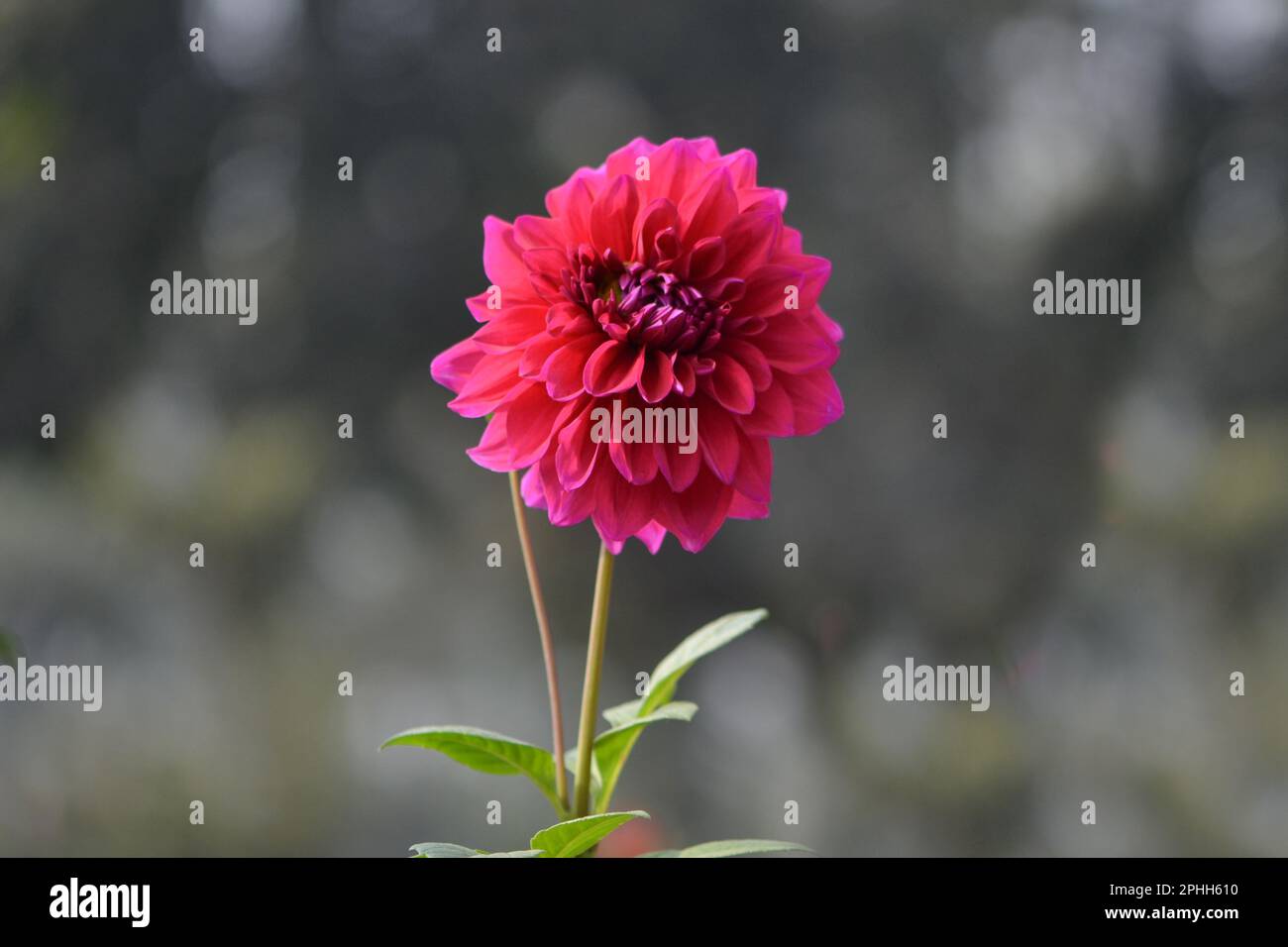 Famous Flowers of Bangladesh Stock Photo - Alamy