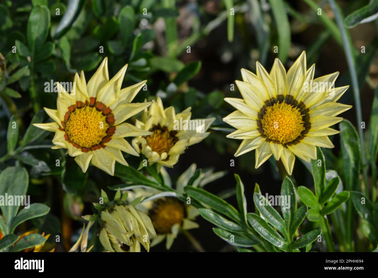 Famous Flowers of Bangladesh Stock Photo - Alamy