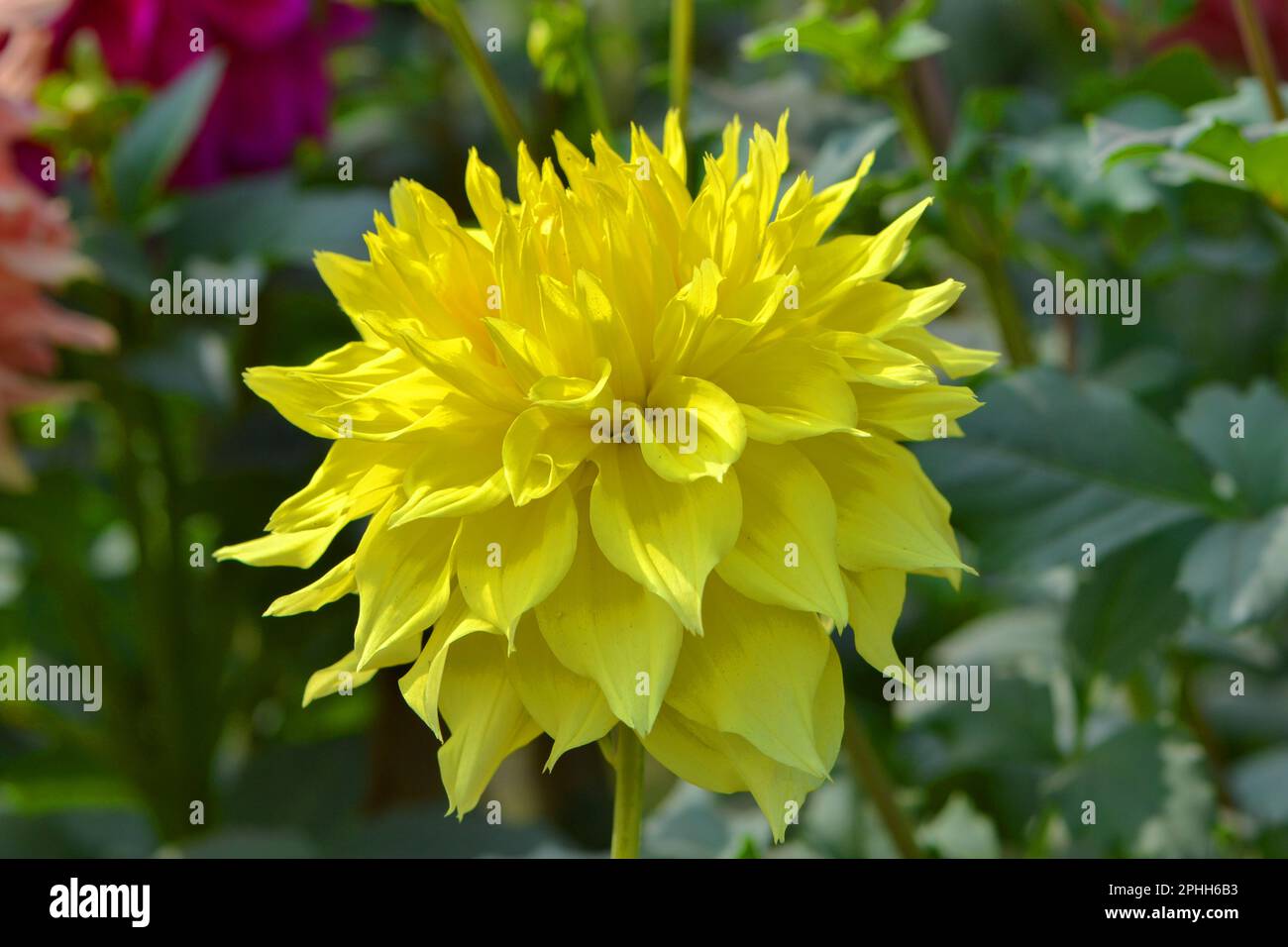 Famous Flowers of Bangladesh Stock Photo - Alamy