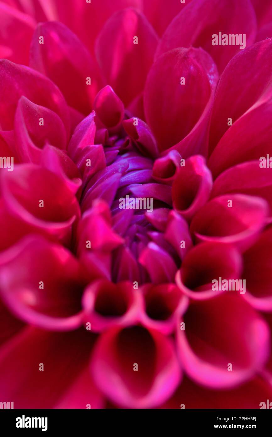 Famous Flowers of Bangladesh Stock Photo - Alamy