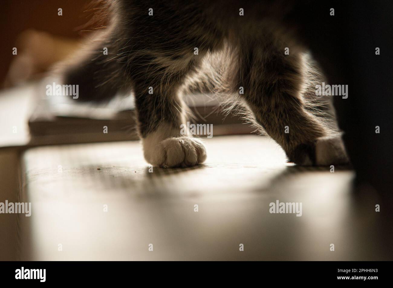 Back feet of a furry cat walking Stock Photo - Alamy