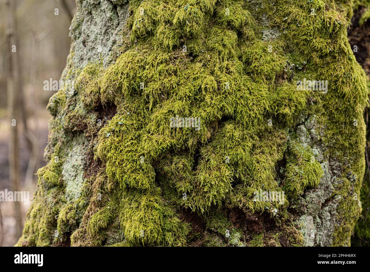 Thick layer of green moss growing on a tree Stock Photo - Alamy
