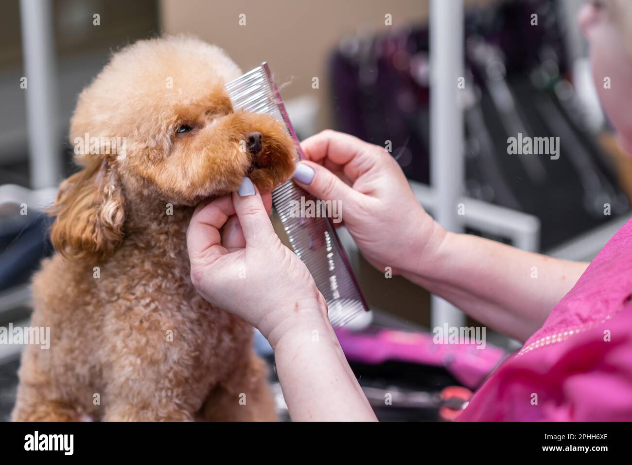 Happy cute poodle Dog getting groomed at salon. Professional cares for ...