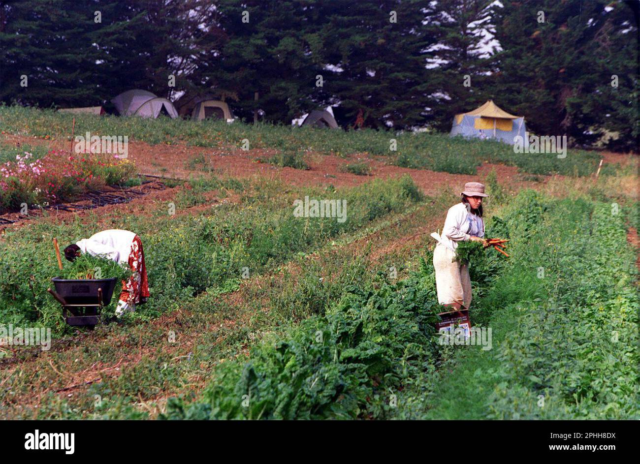 ORGANIC 3/C/05SEP97/PZ/LS Apprentices harvest crop fields on the UCSC ...