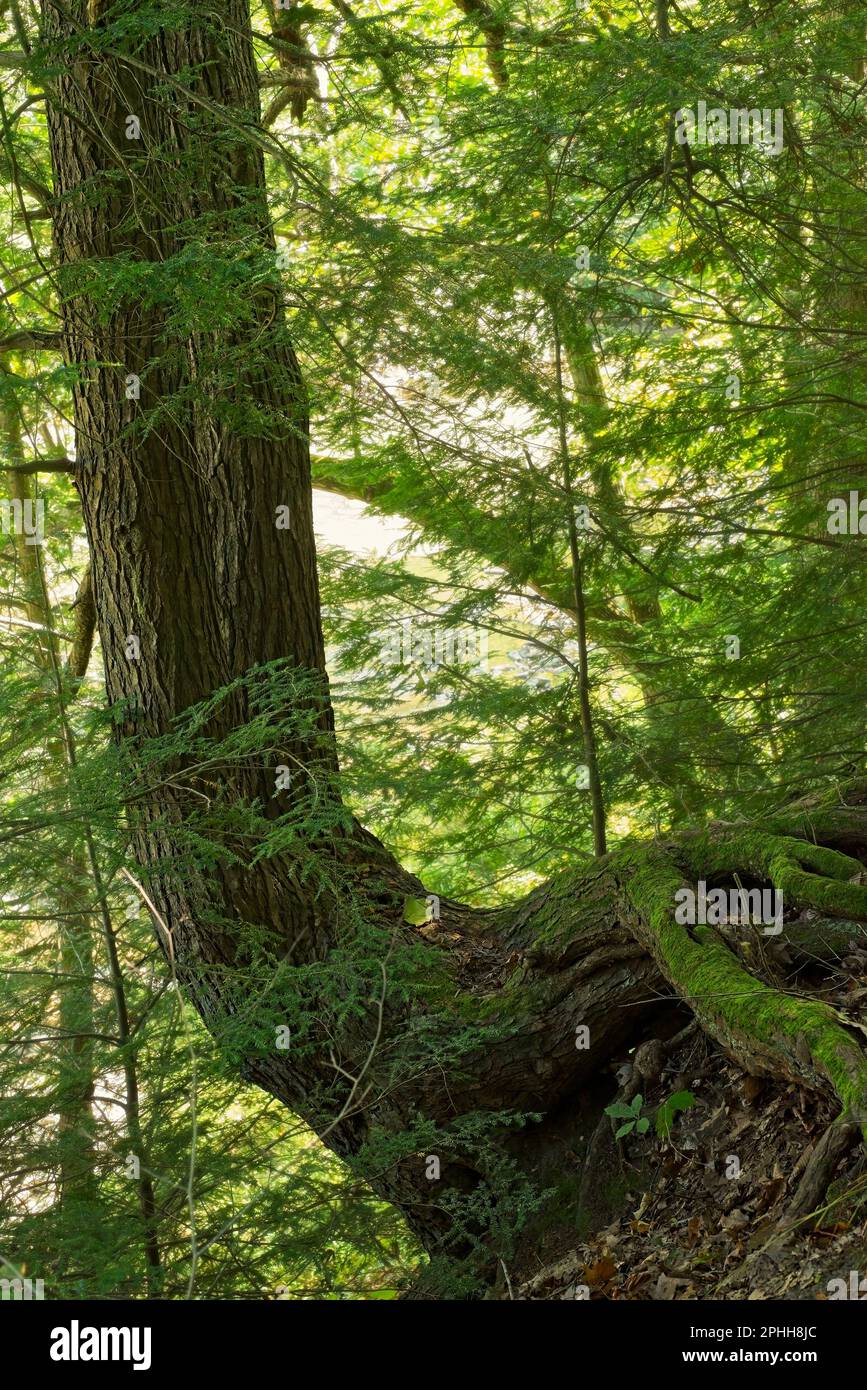 A large tree clings to the top edge of a cliff, background in softer ...