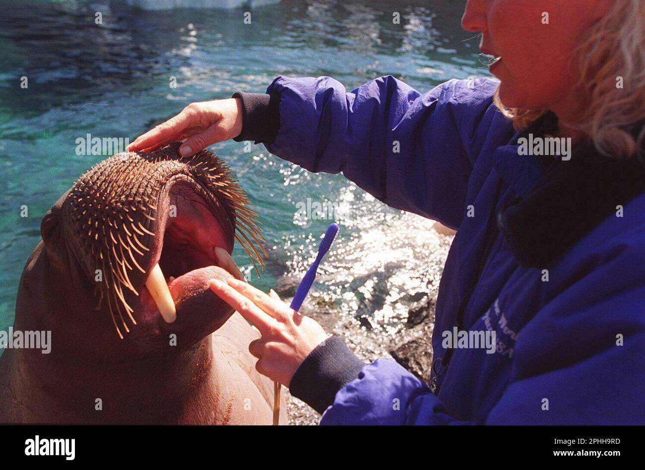 MARINE WORLD 2/C/27FEB97/CD/LS Sue Negrini-Turner, Pinniped Training ...