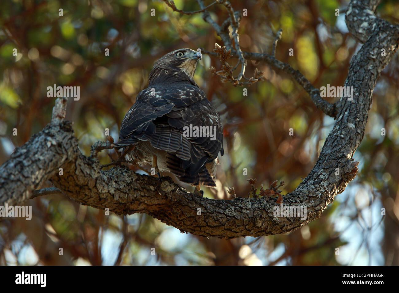 Victoria, Can. 28th Mar, 2023. A red-tailed hawk looks on towards Great ...
