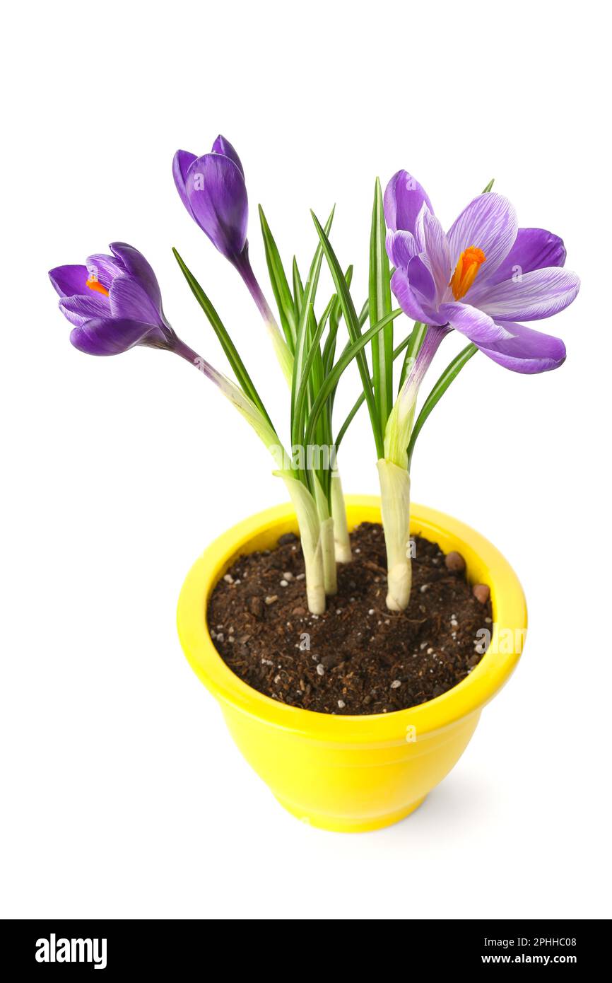 Pot with beautiful crocus flowers isolated on white background Stock ...