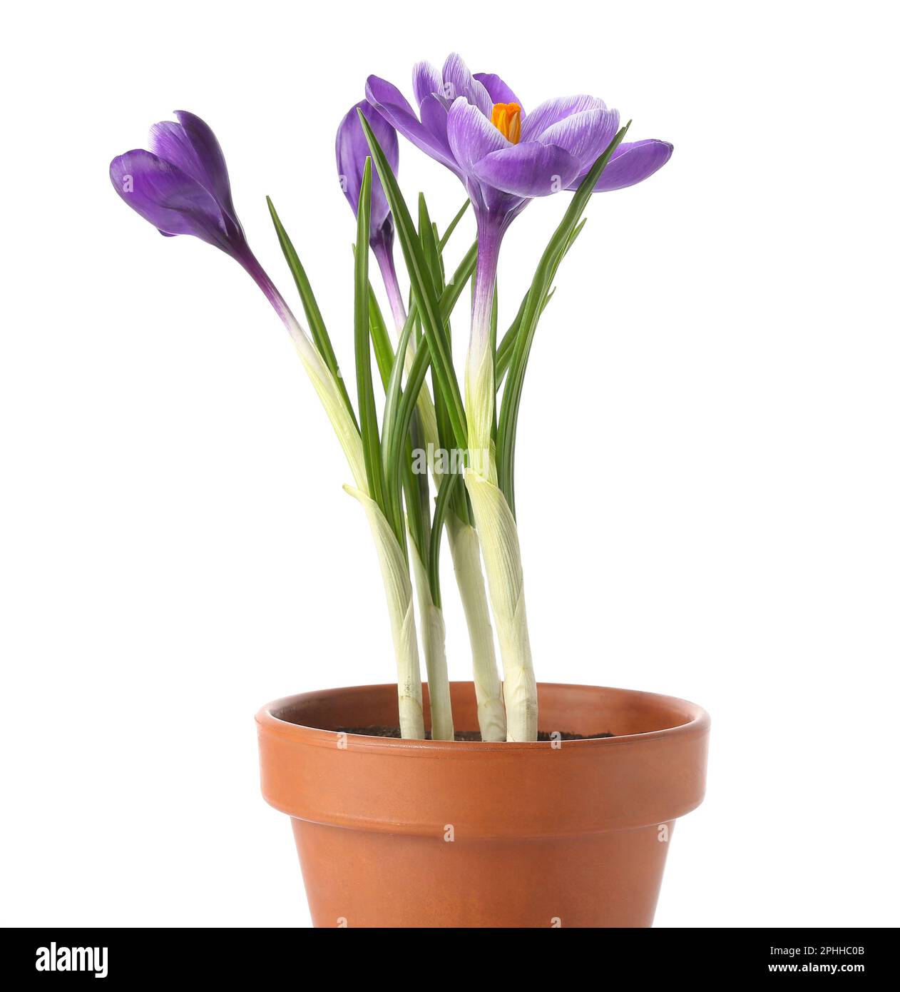 Pot with beautiful crocus flowers isolated on white background Stock ...
