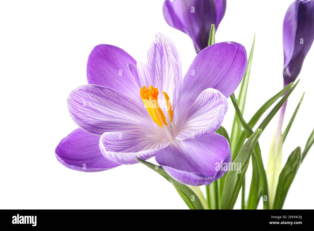 Beautiful crocus flowers isolated on white background Stock Photo - Alamy