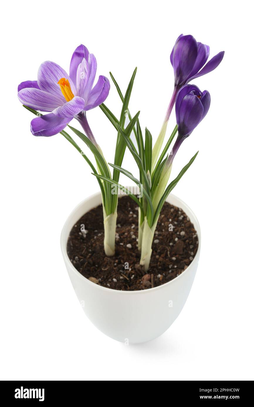 Pot with beautiful crocus flowers isolated on white background Stock ...