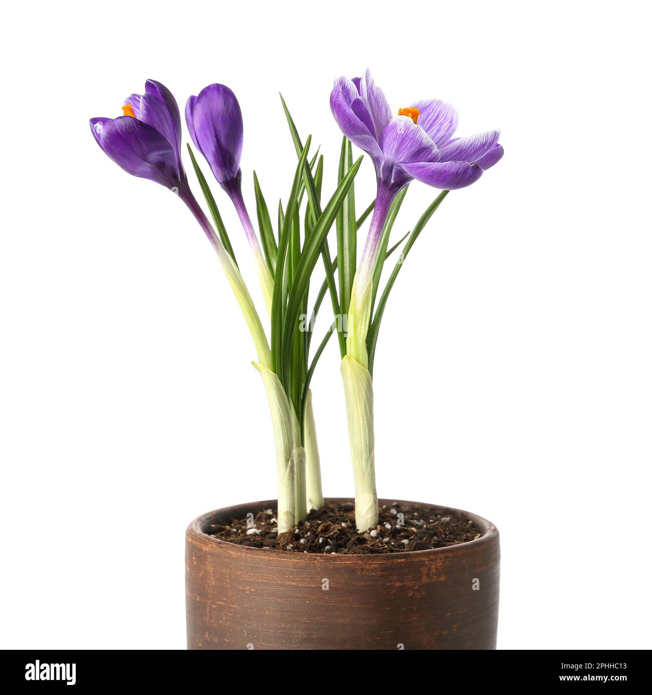 Pot with beautiful crocus flowers isolated on white background Stock ...