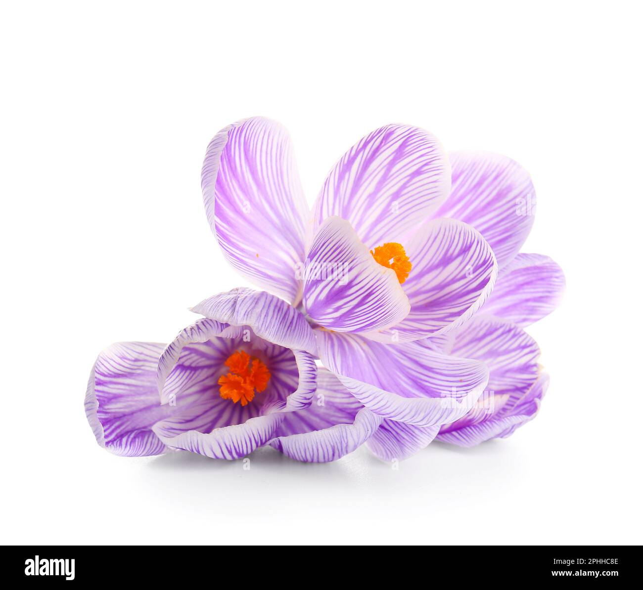 Beautiful Saffron flowers isolated on white background Stock Photo - Alamy