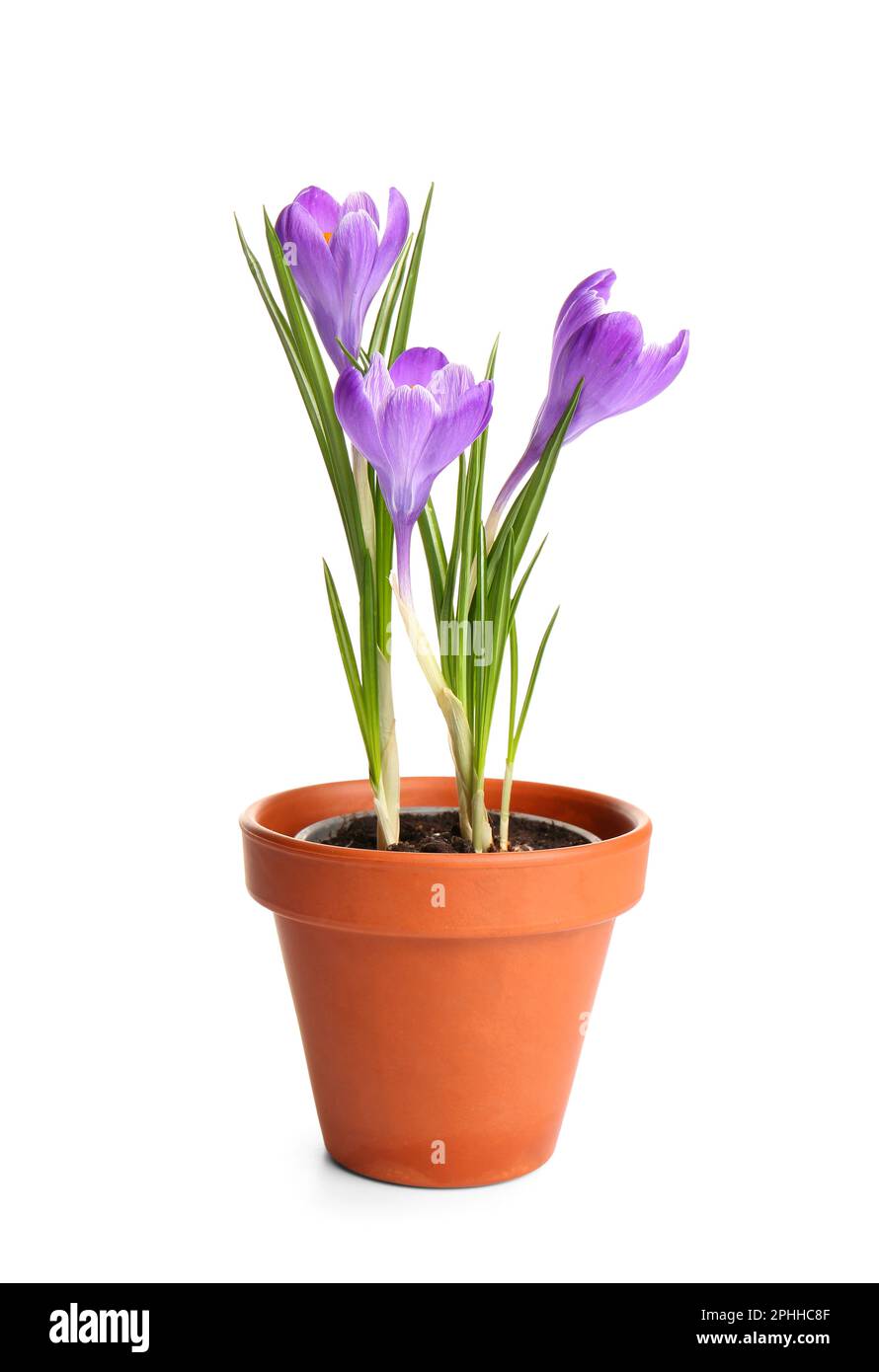 Pot with beautiful Saffron flowers on white background Stock Photo - Alamy