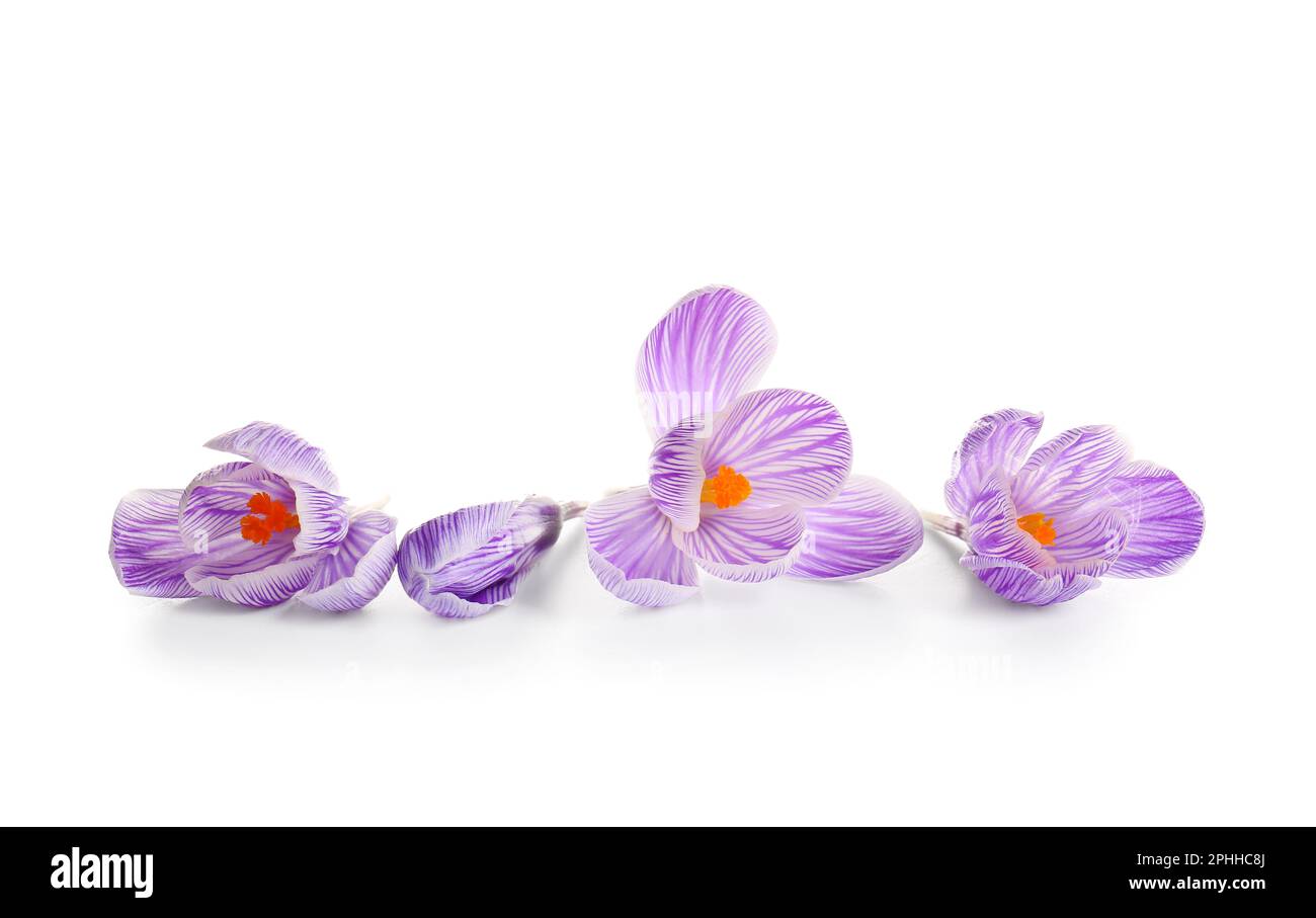 Beautiful Saffron flowers isolated on white background Stock Photo - Alamy