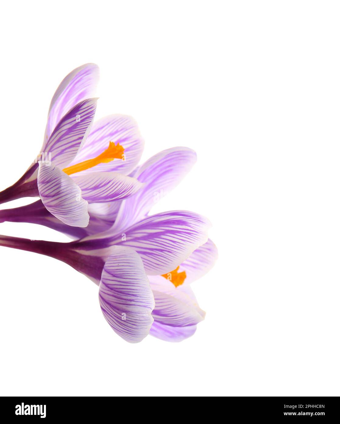 Beautiful Saffron flowers isolated on white background Stock Photo - Alamy