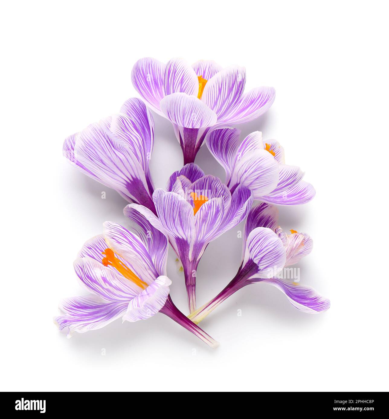 Beautiful Saffron flowers isolated on white background Stock Photo - Alamy