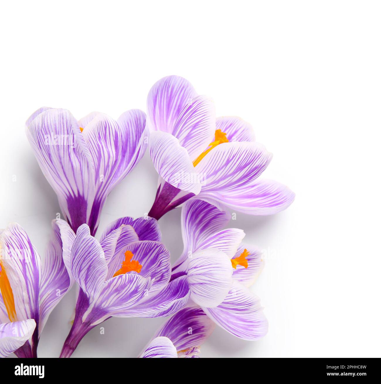 Beautiful Saffron flowers isolated on white background Stock Photo - Alamy