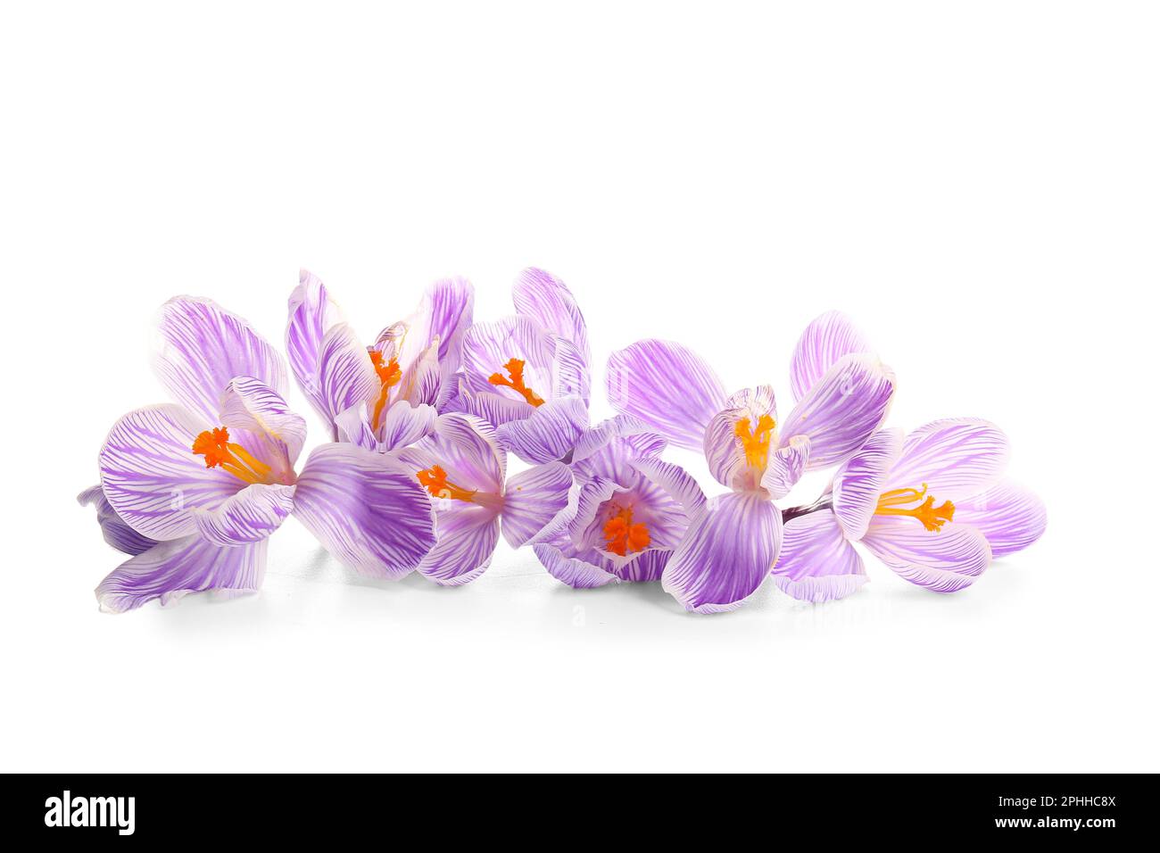 Beautiful Saffron flowers isolated on white background Stock Photo - Alamy