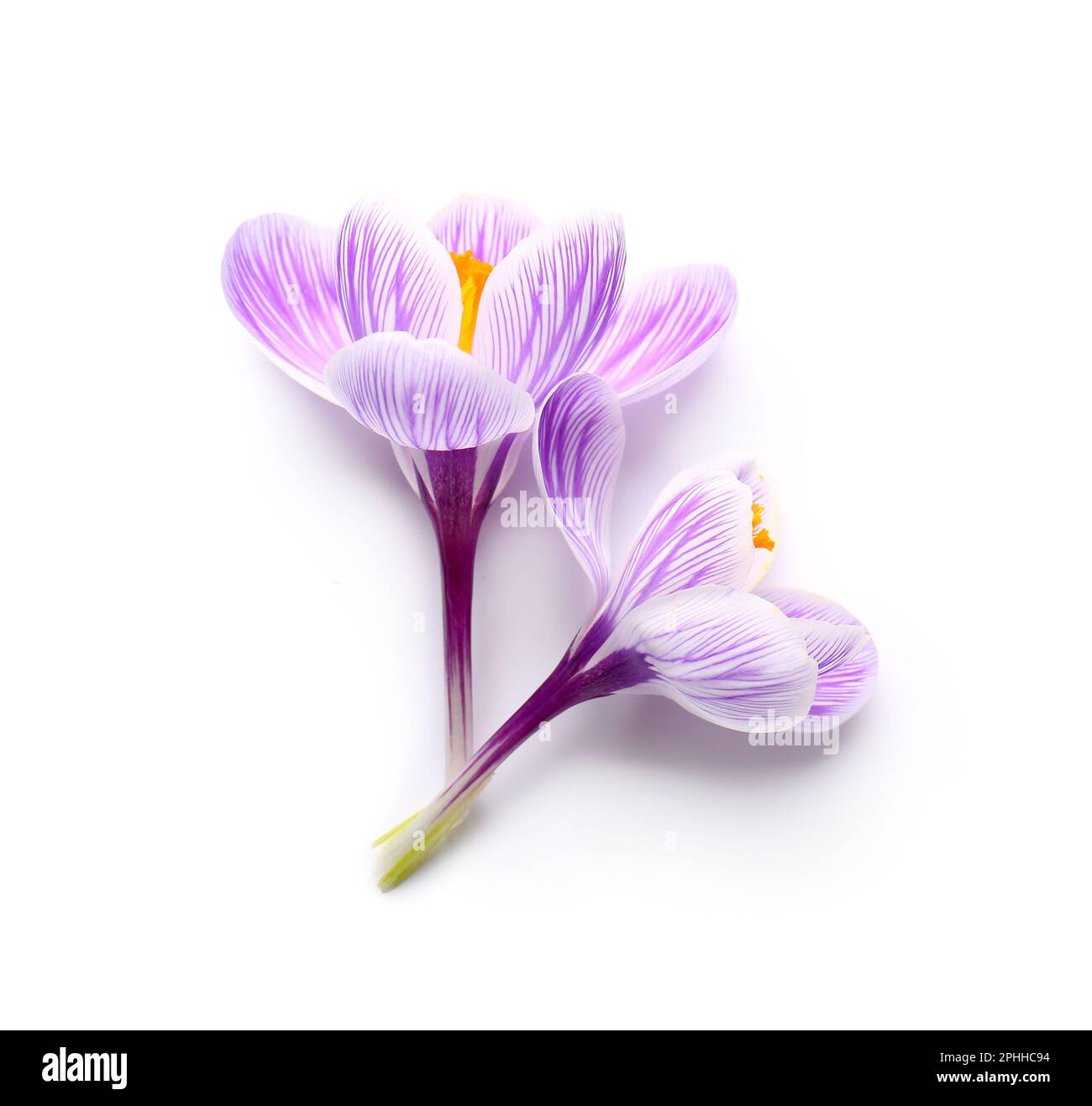 Beautiful Saffron flowers isolated on white background Stock Photo - Alamy