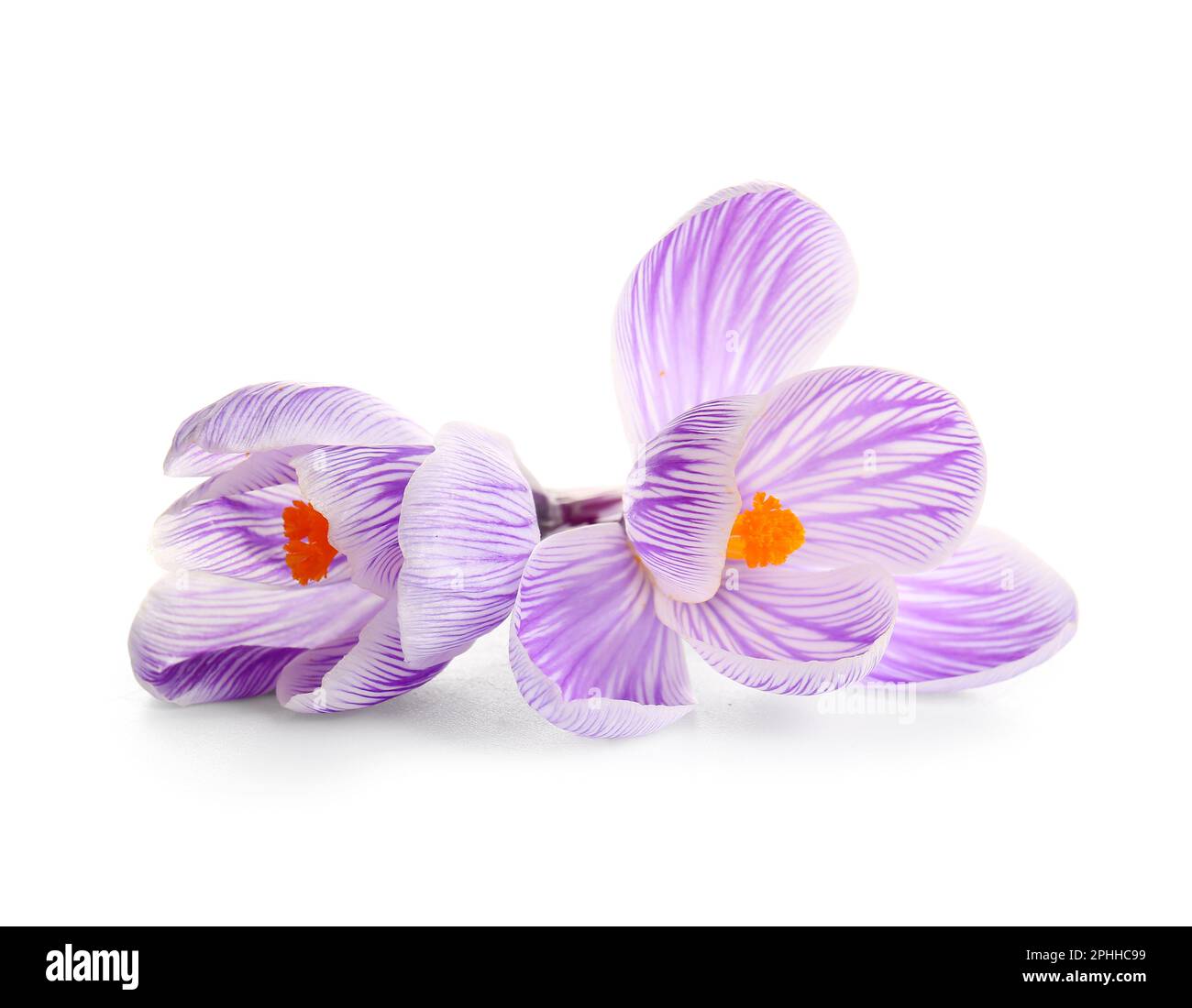 Beautiful Saffron flowers isolated on white background Stock Photo - Alamy